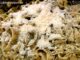 Pasta Alfredo with Moringa - Latest Recipes